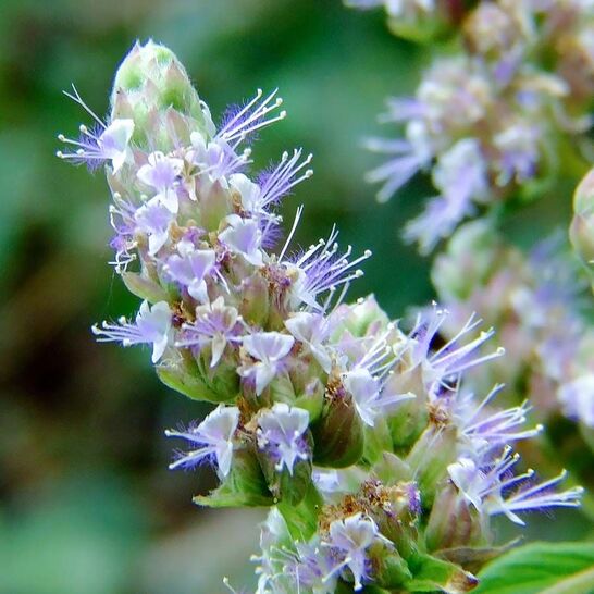 ANIMA NERA Parfum D25 - Essenza 30% - Ispirato a La vie est belle (Lancôme) 15 ml | Animaneraparfum